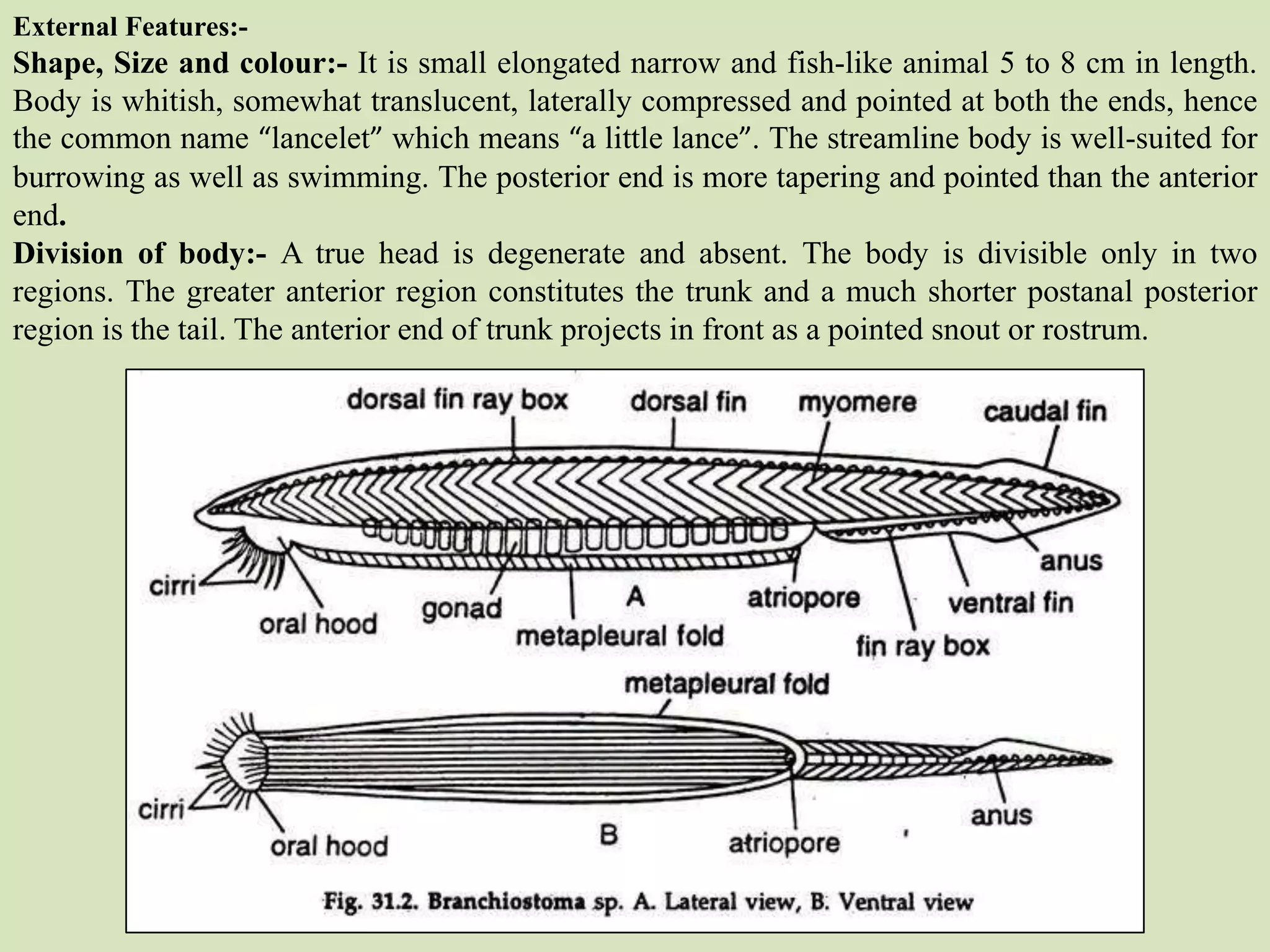 Amphioxus.pptx