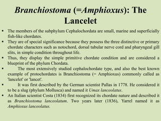 Amphioxus.pptx
