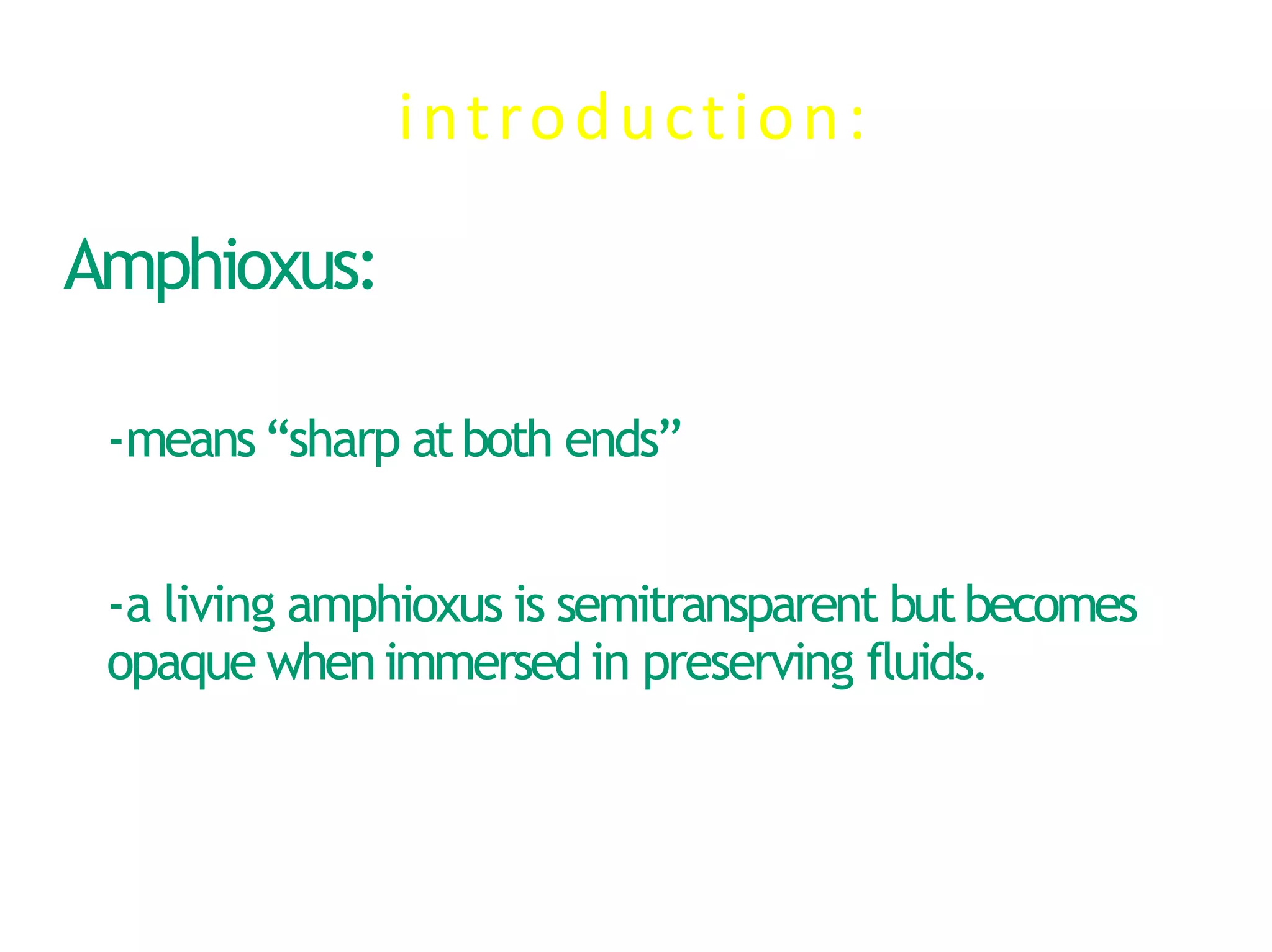 amphioxus | PPTX
