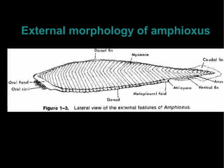 activity 2 - amphioxus | PPT