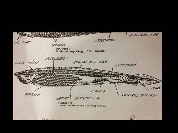 activity 2 - amphioxus