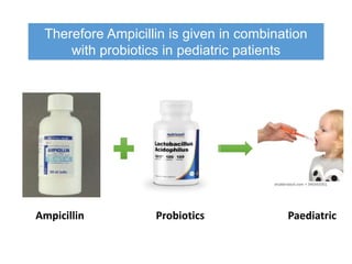 Why Ampicillin is given in combination with probiotics | PPT