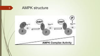 adenosine monophosphate kinase | PPTX