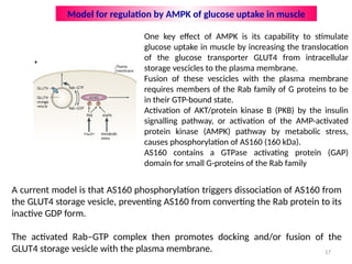 Amf activated protein kinase pathway .pptx