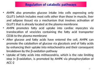 Amf activated protein kinase pathway .pptx