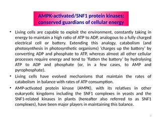 Amf activated protein kinase pathway .pptx