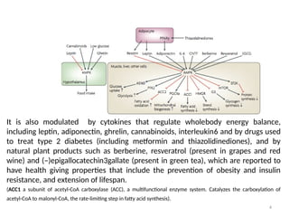 Amf activated protein kinase pathway .pptx