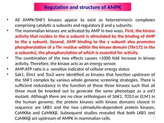 Amf activated protein kinase pathway .pptx
