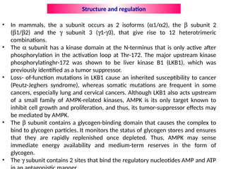 Amf activated protein kinase pathway .pptx