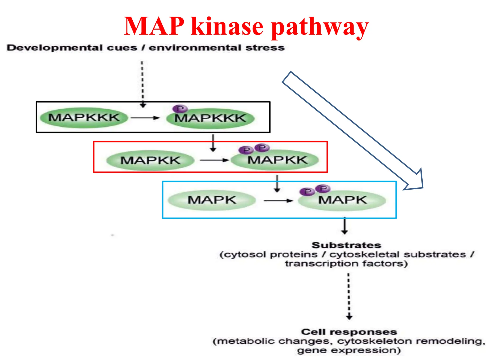 AMP Kinease.pptx............................... | PPTX
