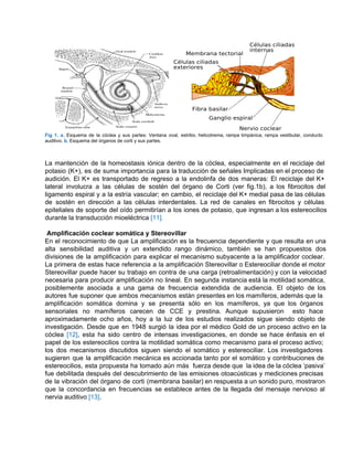 Amplificación coclear | PDF