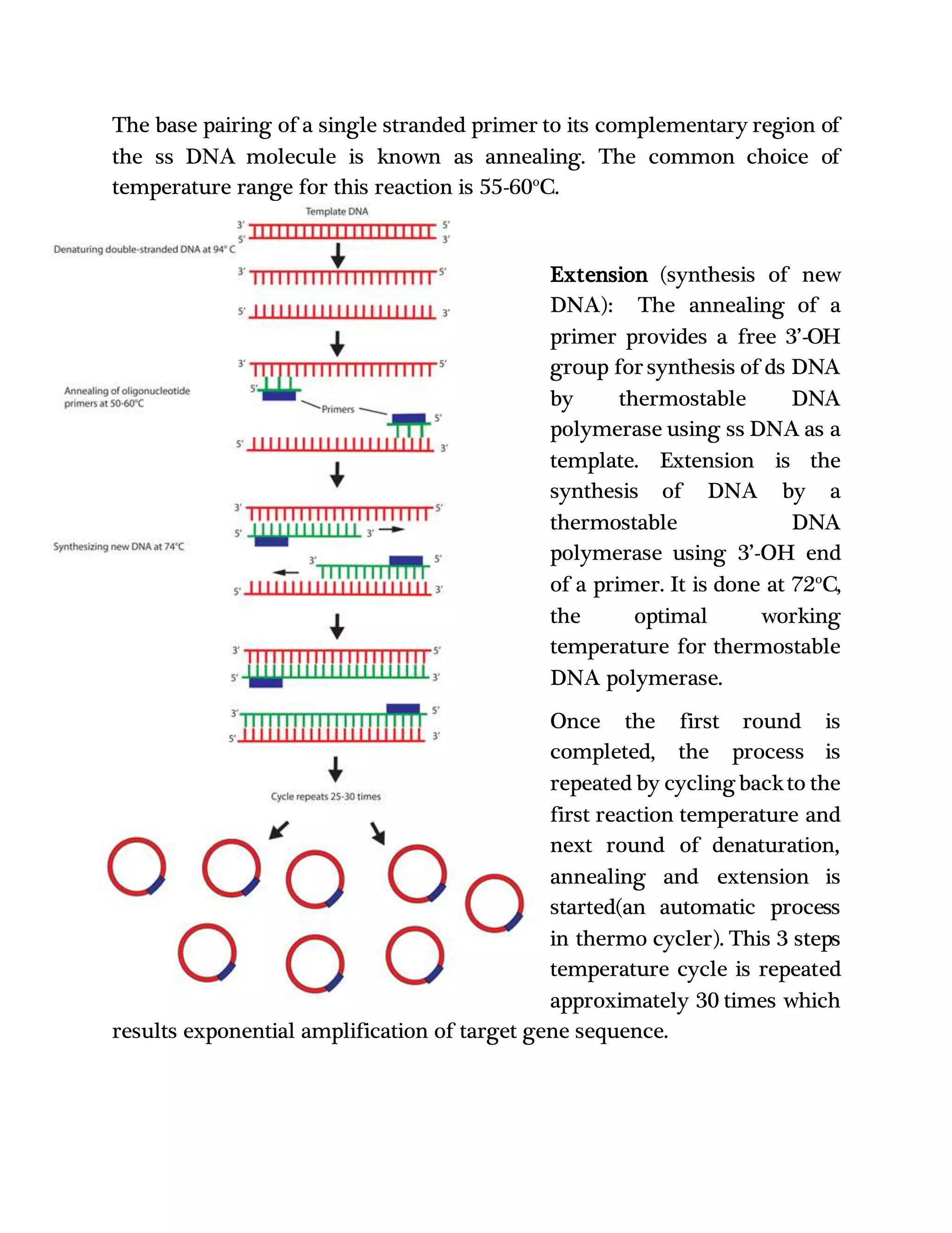 Amplification of gene using PCR | DOCX