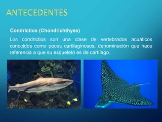 Órganos Electroreceptores de los Tiburones (Ampollas de Lorenzini) | PPTX