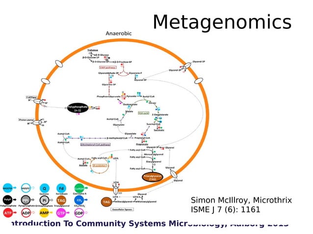 Amplicon Sequencing Introduction | PDF | Biological Sciences | Science