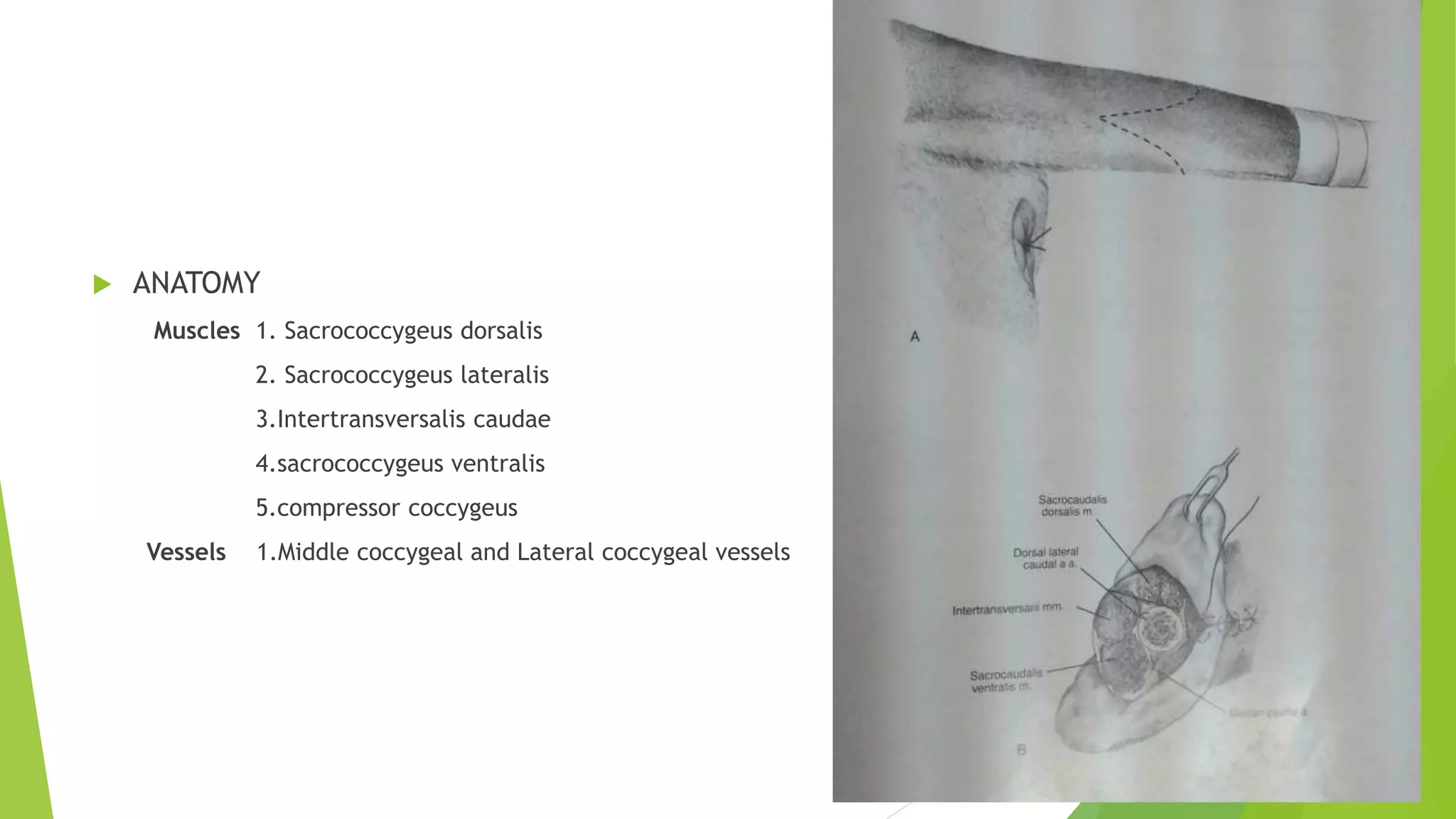 Amputation of tail in cat | PPTX