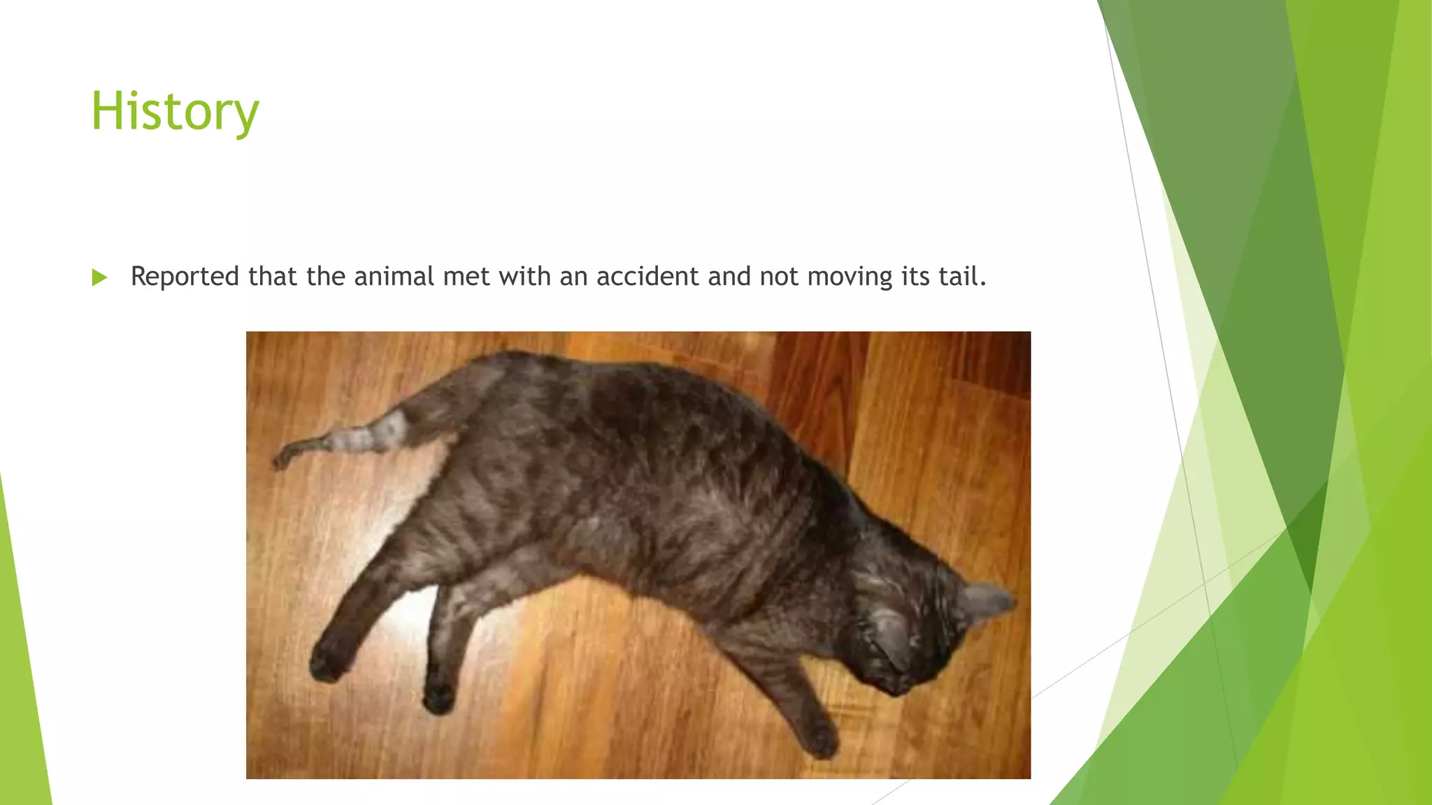 Amputation of tail in cat | PPTX