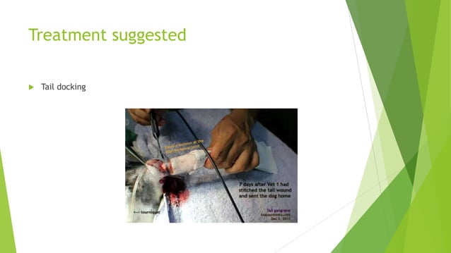 Amputation of tail in cat | PPTX | Death, Injury, or Military Conflict | Sensitive Topics