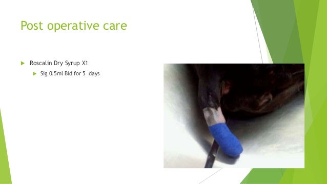 Amputation of tail in cat