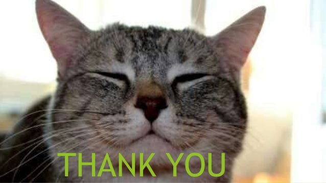 Amputation of tail in cat