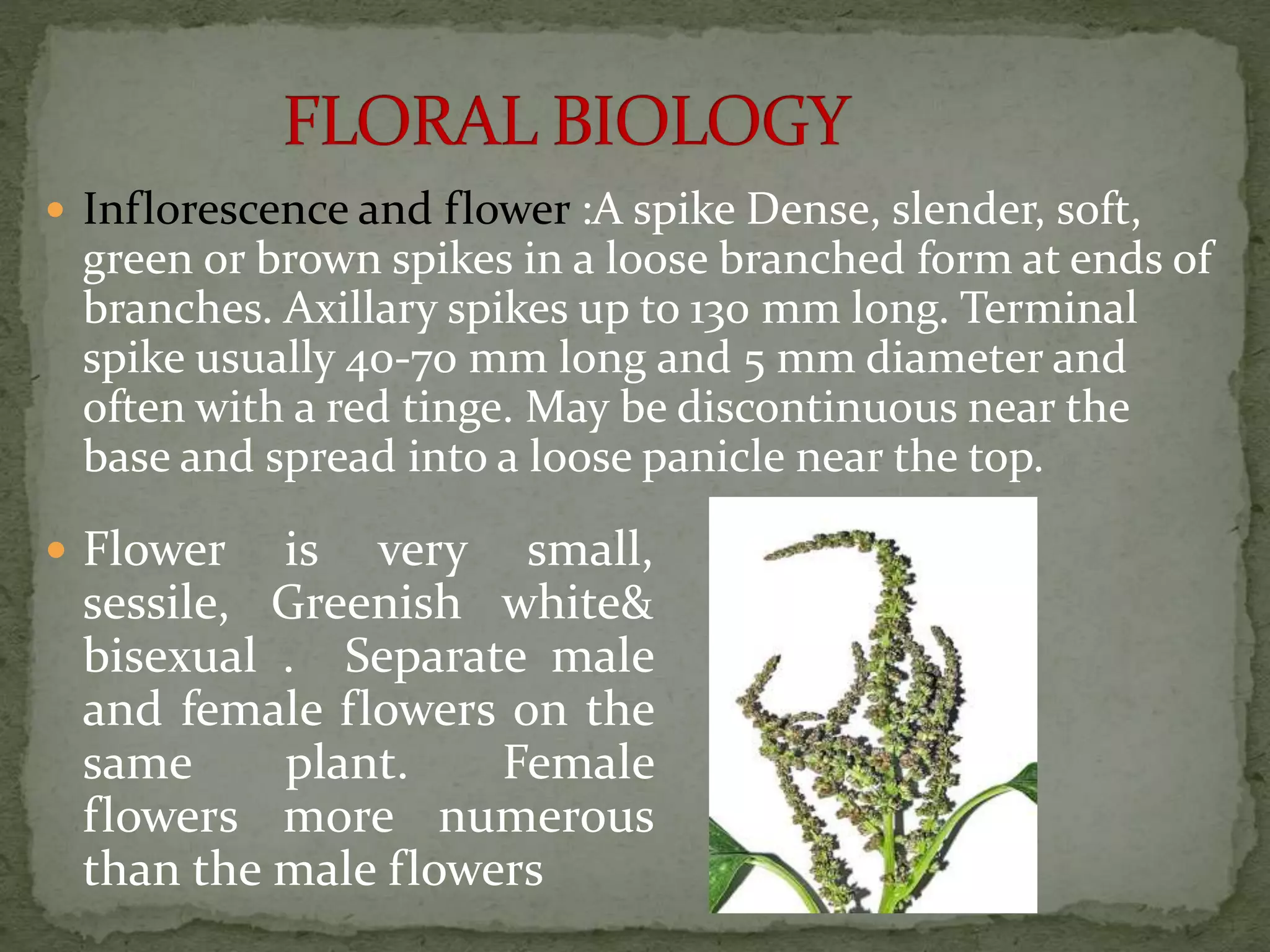 Amranthus viridis org ppt | PPTX