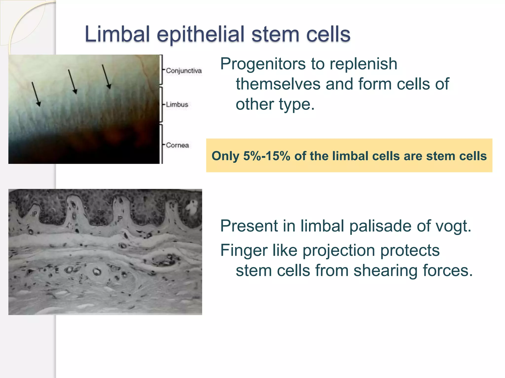 cornea physiology | PPTX