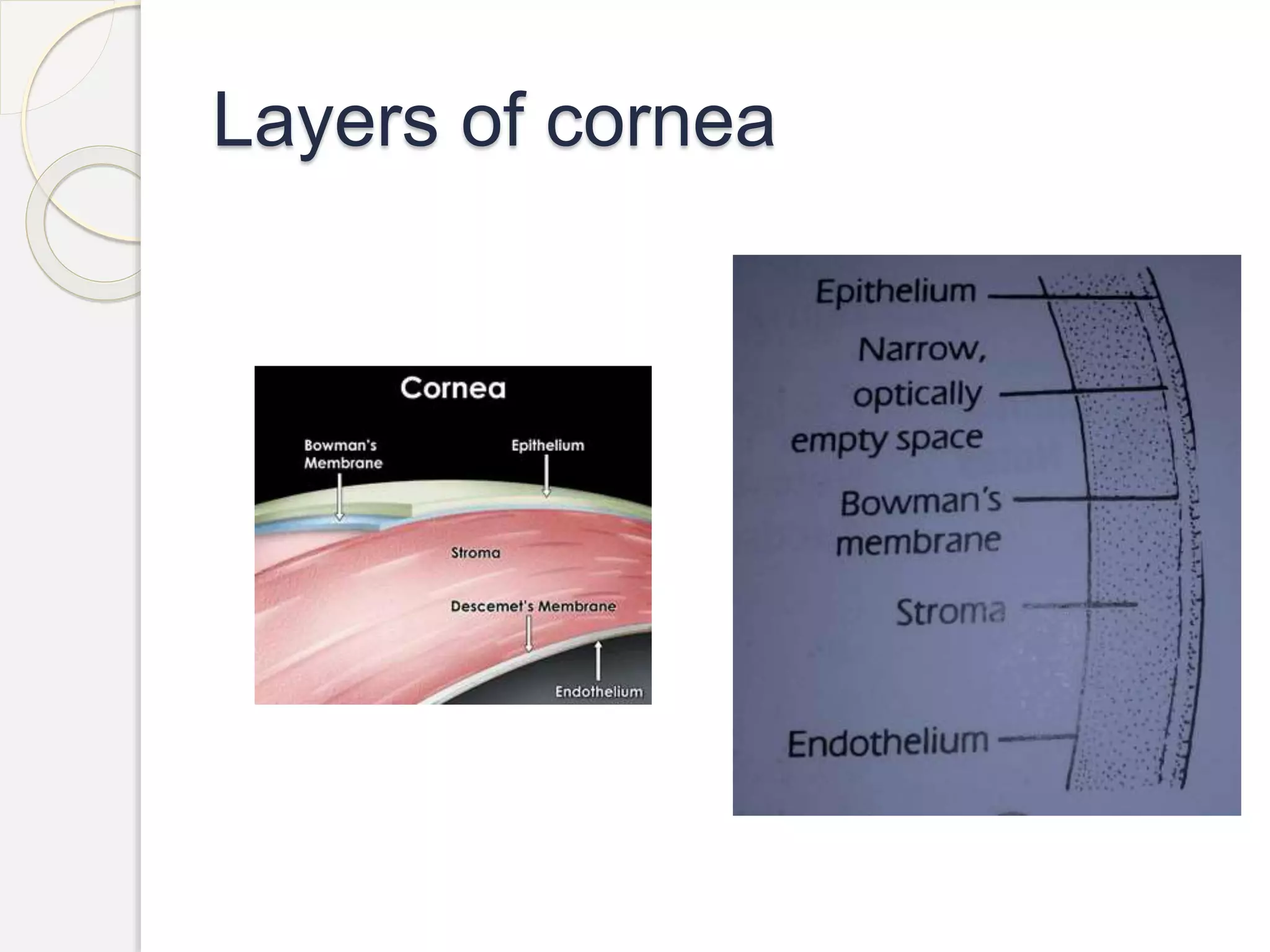 cornea physiology | PPTX