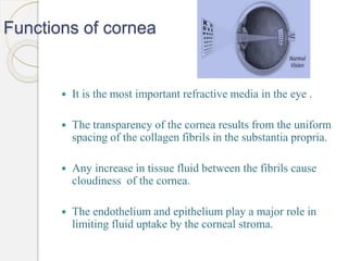 Cornea Function