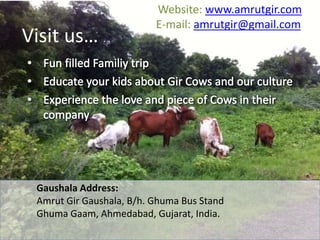Amrut Gir Gaushala - A Mission to Nurture Gir Cow and Build Healthier ...