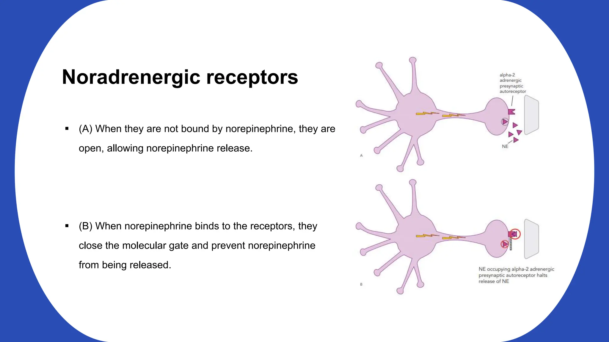 NorEpinephrine ppt.pptx