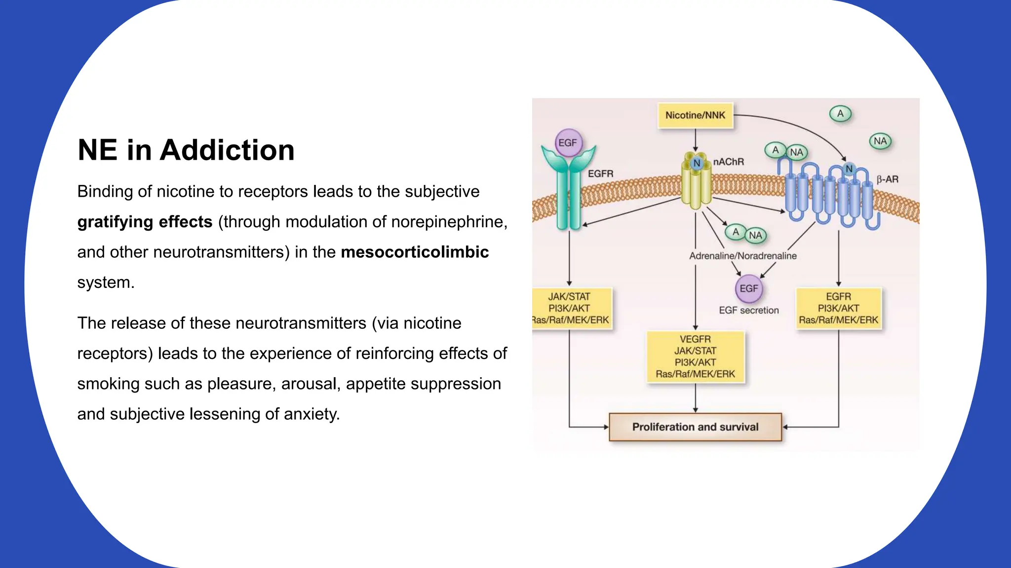 NorEpinephrine ppt.pptx