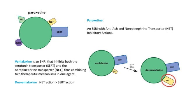 NorEpinephrine ppt.pptx | Endocrine and Metabolic Diseases | Diseases and Conditions