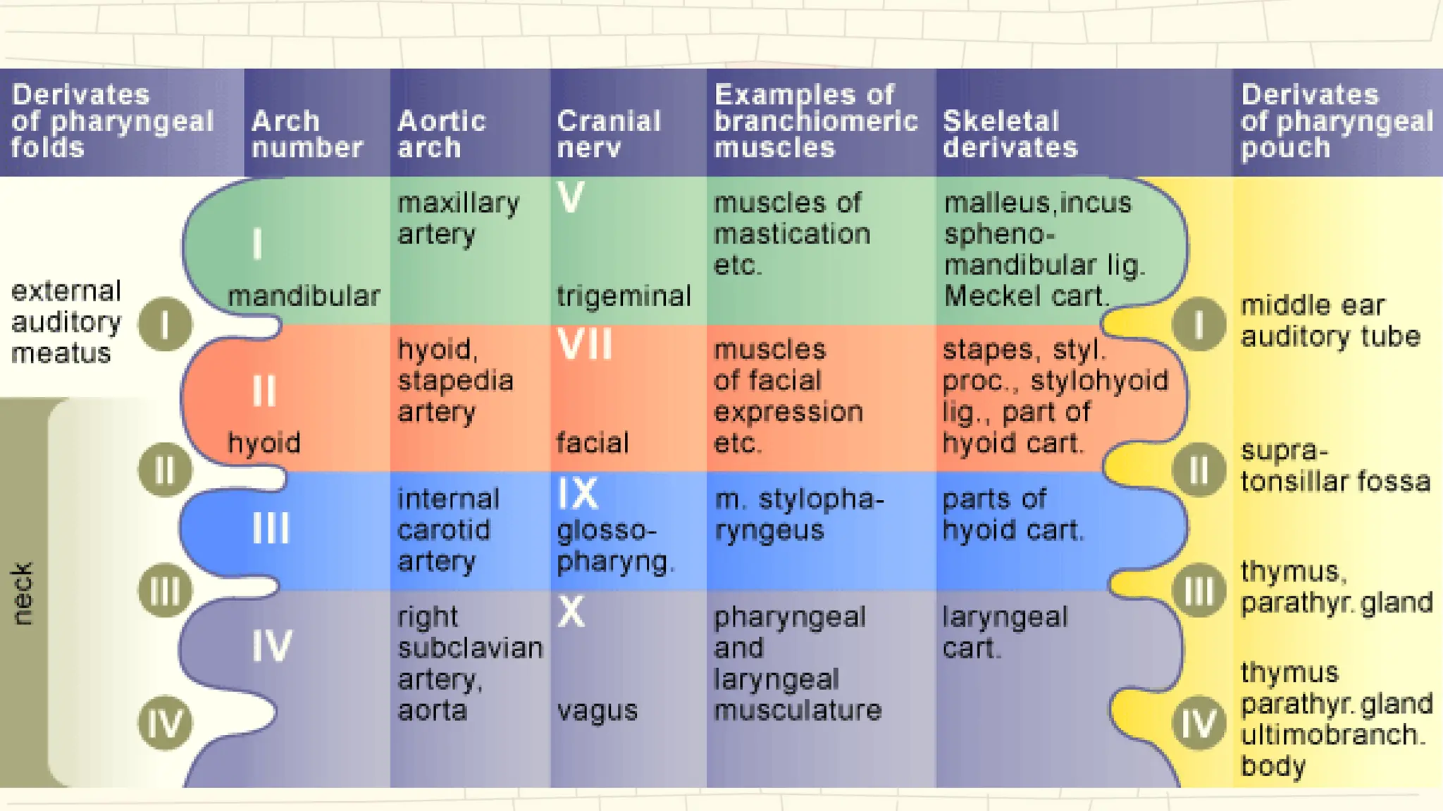 Branchial Cleft Anomalies and Pathology.pptx