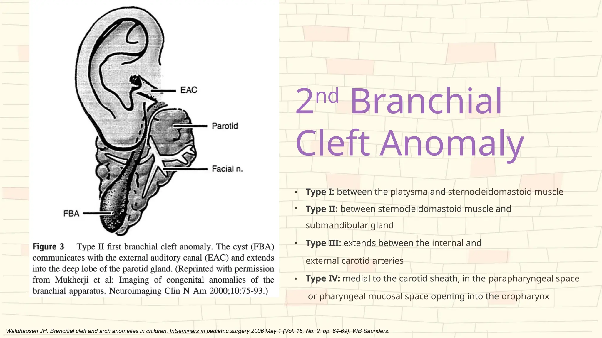 Branchial Cleft Anomalies and Pathology.pptx