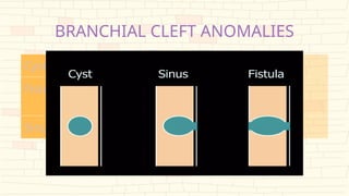 Branchial Cleft Anomalies and Pathology.pptx