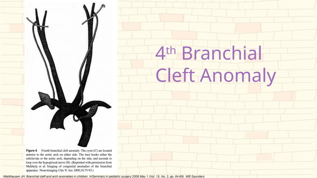 Branchial Cleft Anomalies and Pathology.pptx
