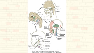 Branchial Cleft Anomalies and Pathology.pptx
