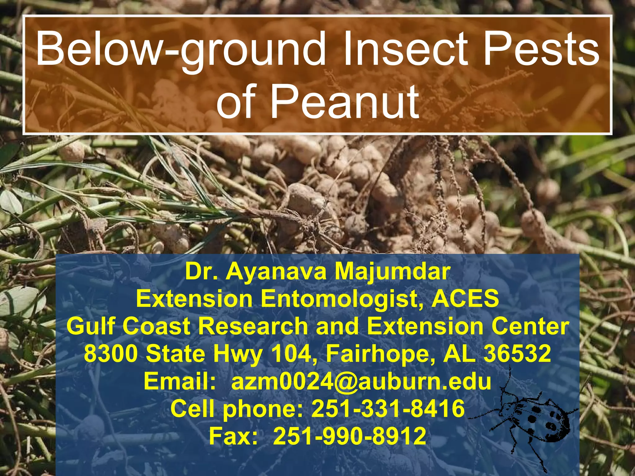 Soil Insect Pests of Peanuts | PPT