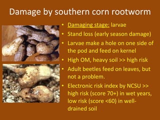 Soil Insect Pests of Peanuts | PPT