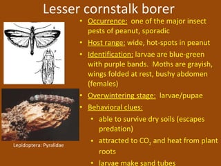 Soil Insect Pests of Peanuts | PPT