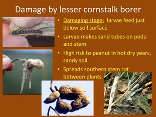 Soil Insect Pests of Peanuts | PPT | Agriculture | Industries