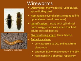 Soil Insect Pests of Peanuts | PPT | Agriculture | Industries