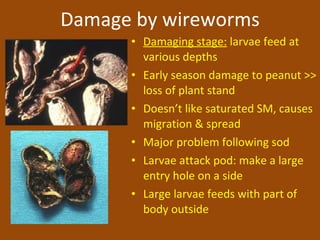 Soil Insect Pests of Peanuts | PPT | Agriculture | Industries