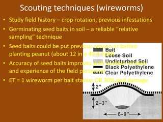 Soil Insect Pests of Peanuts | PPT | Agriculture | Industries