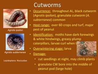 Soil Insect Pests of Peanuts | PPT | Agriculture | Industries