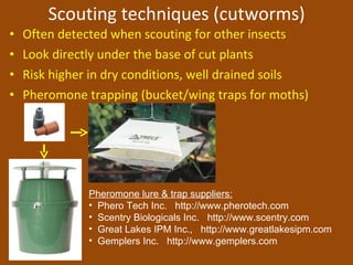 Soil Insect Pests of Peanuts | PPT | Agriculture | Industries