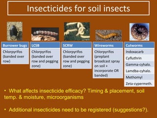 Soil Insect Pests of Peanuts | PPT | Agriculture | Industries