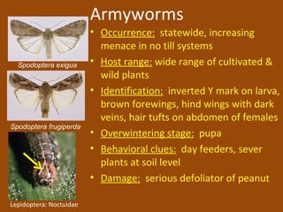 Soil Insect Pests of Peanuts | PPT | Agriculture | Industries