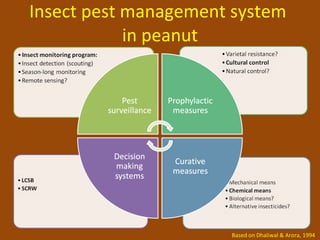 Soil Insect Pests of Peanuts | PPT | Agriculture | Industries