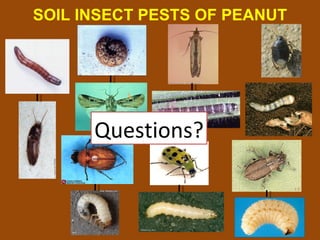 Soil Insect Pests of Peanuts | PPT | Agriculture | Industries
