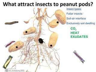 Soil Insect Pests of Peanuts | PPT | Agriculture | Industries